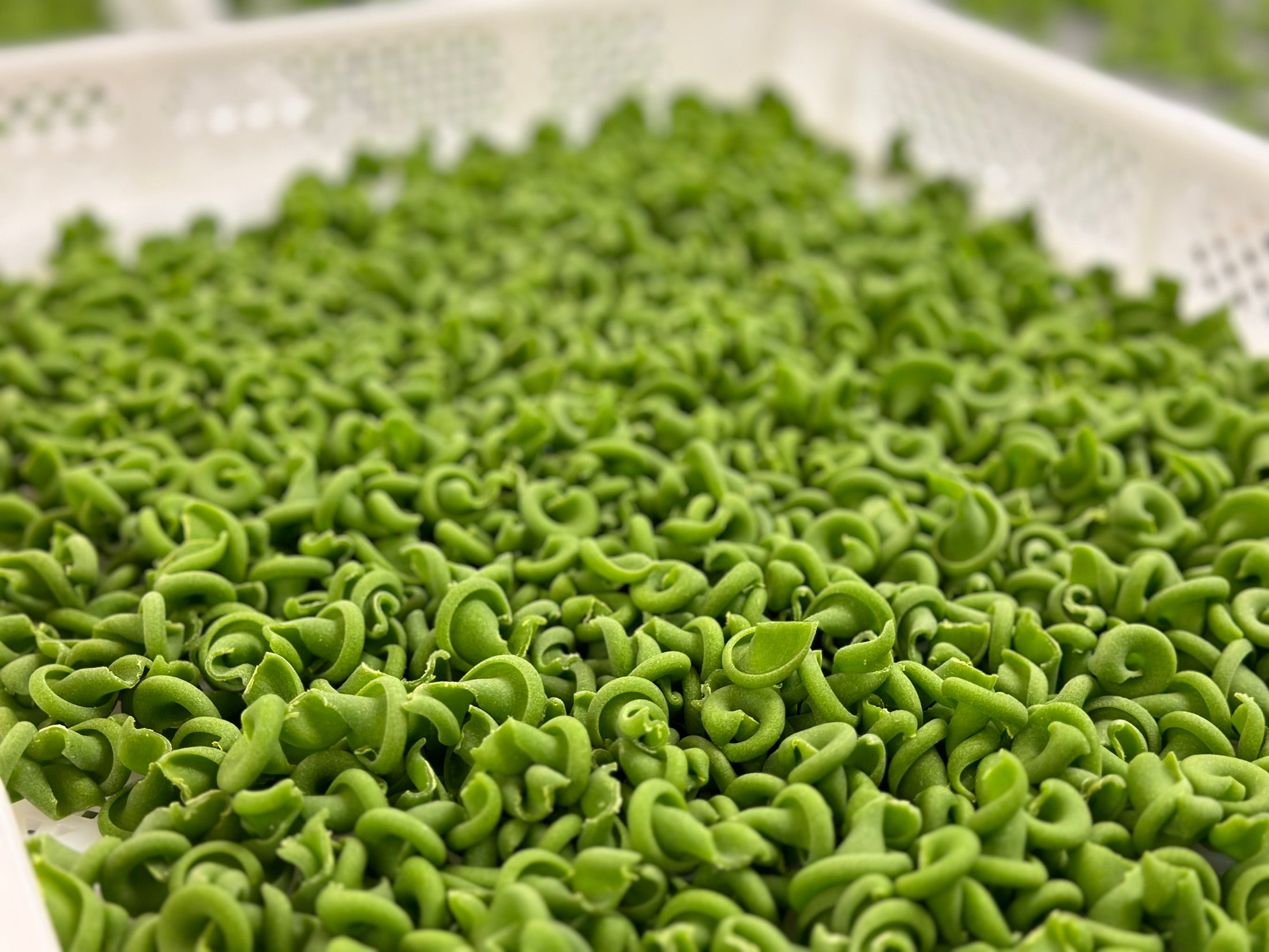 Wildly Beloved Foods